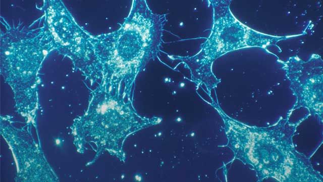 New 3D Model Developed To Investigate Connective Tissue Disorders ...