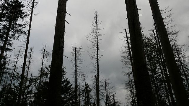 Soil Microbes Responsible for Ghost Forest Tree "Farts" | Technology ...
