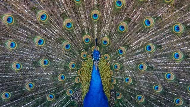 Toxic Pigments Could Be Replaced by Nature's Own Colors | Technology ...