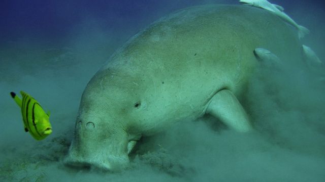 Stellar’s Sea Cow Genome Decoded | Technology Networks
