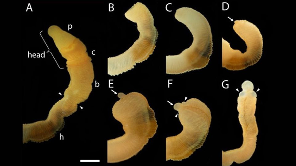 New Insights Into Acorn Worm Regeneration | Technology Networks