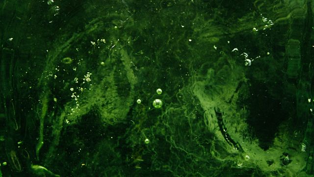 Mitosis in Microalgae Revealed in Detail for the First Time ...