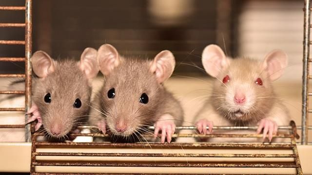 Receptor Activation Help Cut Cocaine Use in Rats | Technology Networks