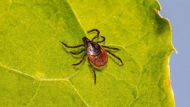 Using Ticks To Discover New Drugs To Prevent Blood Clotting ...
