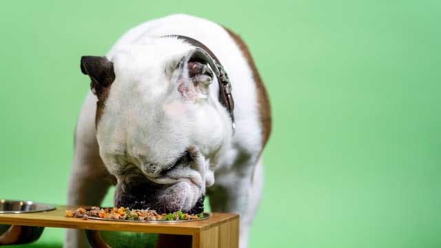 Repurposing Viagra To Treat Rare Eating Disorder in Dogs | Technology ...
