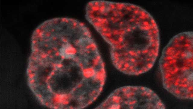 New Ways To Improve Cellular Reprogramming Efficiency Discovered ...