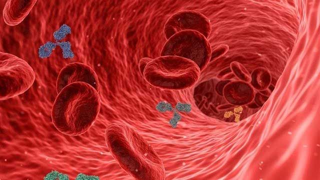 A Gatekeeper Molecule for the Blood‒Brain Barrier | Technology Networks