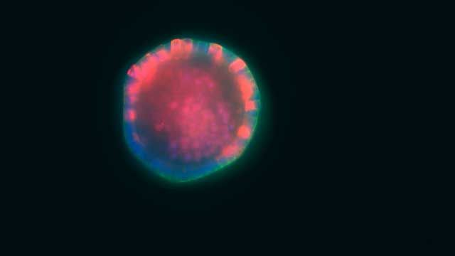 Specialized Tissue-Like Structures Created To Model Barrier Tissues and ...