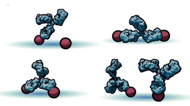 Pathogen-Hunting Antibodies Move Like a Child at Play | Technology Networks