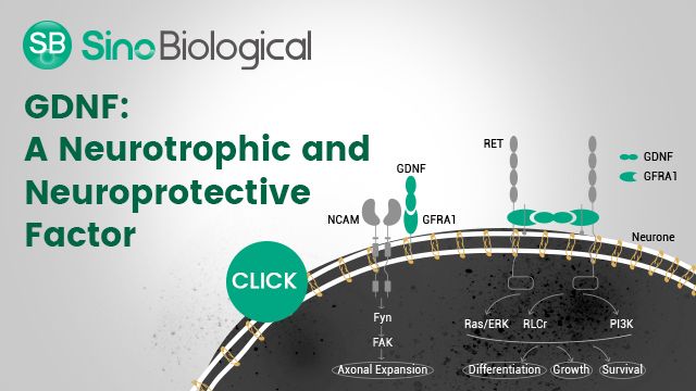 GDNF: A Neurotrophic and Neuroprotective Factor | Technology Networks