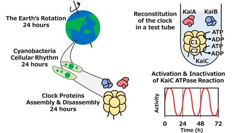 Key to Cyanobacteria's Circadian Clock Discovered | Technology Networks