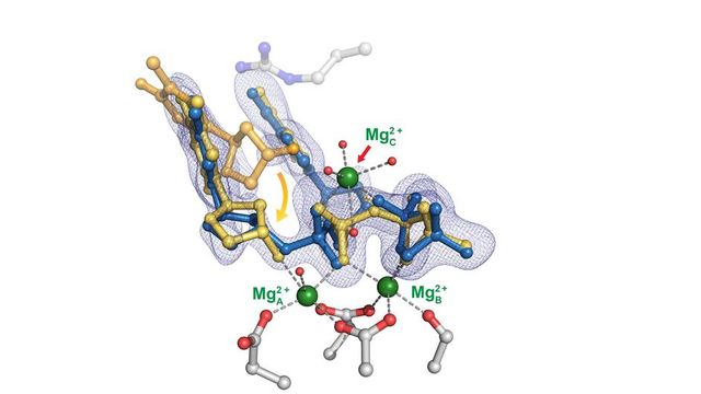 Metal Ion Critical to DNA Replication Also Involved in Misincorporation ...