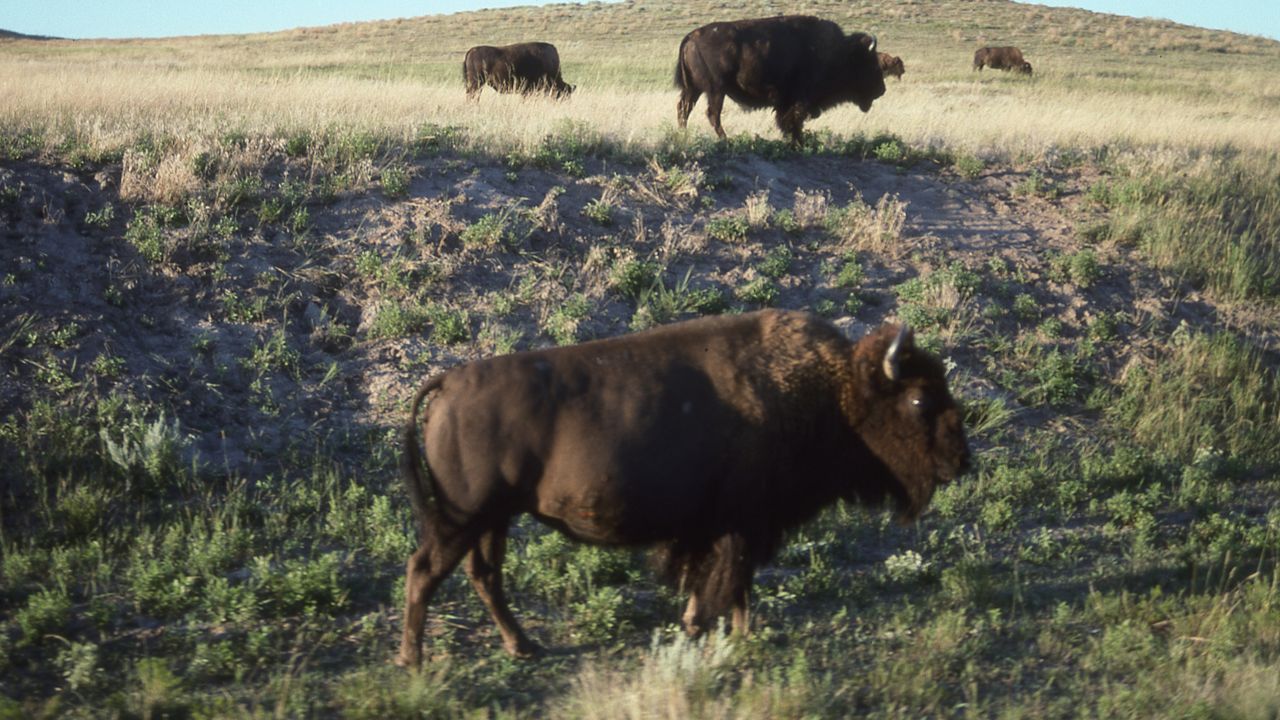 Strong Evidence That All Bison in North America Originated From ...