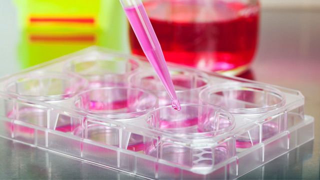 Cell Culture Quality Control: The Key to Reproducibility | Technology ...
