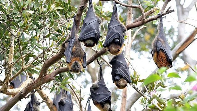 Bat Brains Organized for Echolocation and Flight | Technology Networks