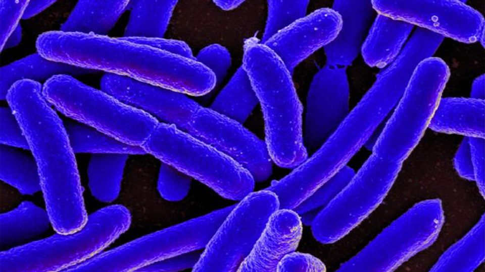 Lab-on-a-Chip Facilitates Bacterial Shape Sorting | Technology Networks