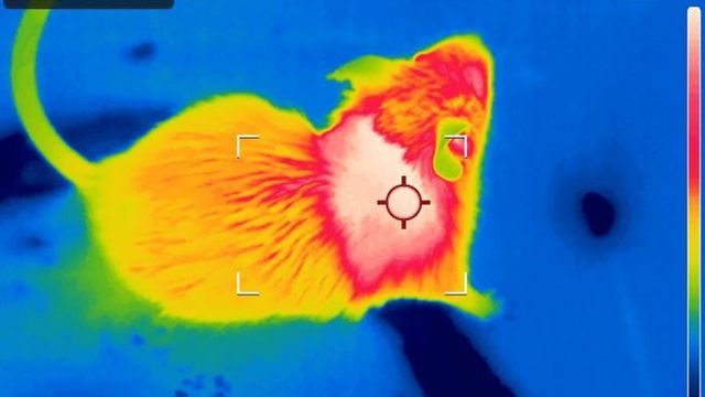 Body Temperature Regulated by Immune Cells in the Liver | Technology ...