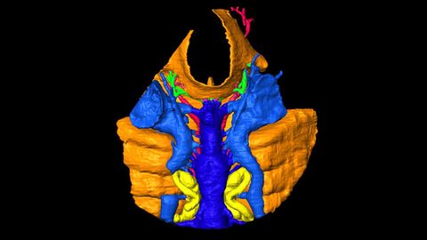 The Human Middle Ear May Have Evolved From Fish Gills | Technology Networks