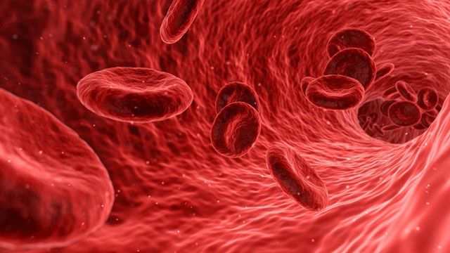 New Model of Blood Vessel Malformation Helps Identify Promising Therapy ...