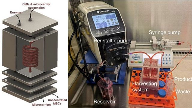 New Solution for Stem Cell Manufacturing Developed | Technology Networks