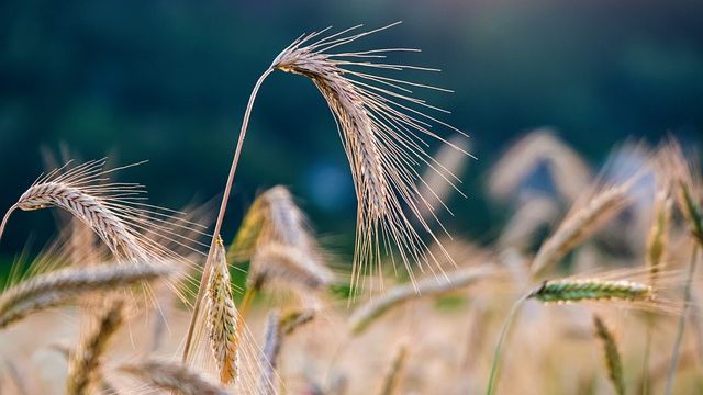 Novel Polymer Could Lead to Better Crops | Technology Networks
