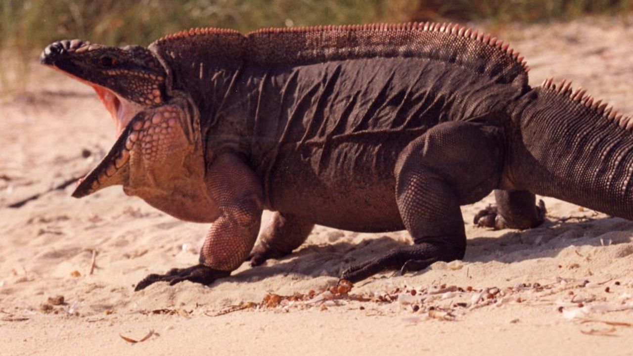 Secrets of Reptile Lifespan Reveal Species That Essentially Don't Age ...