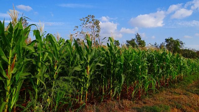 Maize Corn Field