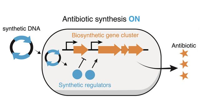 “Silent” Genes in Bacteria May Hold Key for New Antibiotics ...