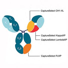 CaptureSelect Affinity Solutions for Antibody Therapeutics | Technology ...