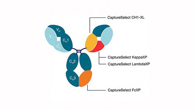 CaptureSelect Affinity Solutions for Antibody Therapeutics | Technology ...