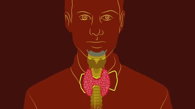 How Does The Thyroid Manage Your Metabolism Technology Networks