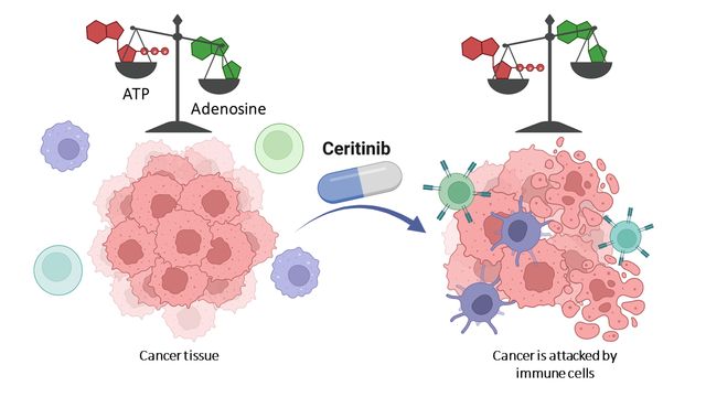 Repurposed Drug Can Target Cancer Cells Shield Against Immune System Technology Networks