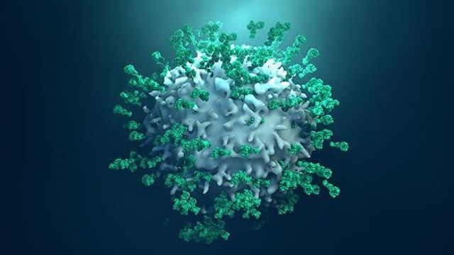 How to Select and Validate Host Cell Proteins for Process Development ...