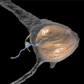 Neurotransmission Animation Janelia Scientists Discover New Kind Of