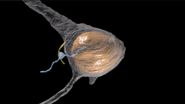 New Type of Synapse Discovered Involving Tiny Neuronal Hairs ...