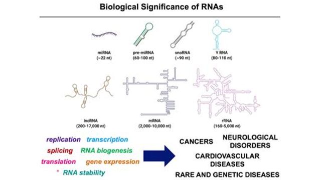 Enabling Technologies for Revealing Druggable Paths in RNA Biology ...