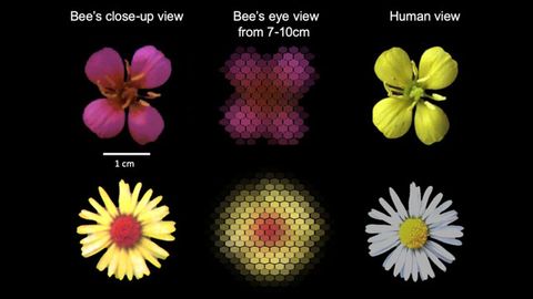 Bees Use Patterns As Well As Colors To Find Flowers | Technology Networks