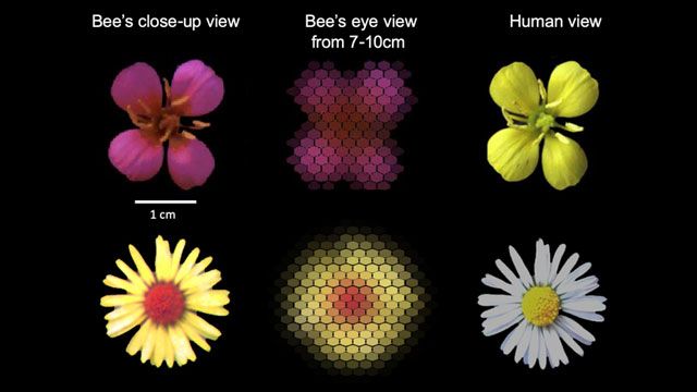 Bees Use Patterns As Well As Colors To Find Flowers | Technology Networks