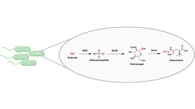 Selenium Discovery Suggests a More Important Role in Microbes Than ...