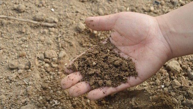 A Human’s BMI Impacts How Their Body Changes Soil Microbiome After ...