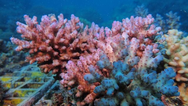 Unexpected Production of Cysteine Amino Acid Found in Coral ...