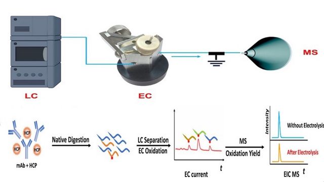 A New Method for Testing Protein-Based Drugs | Technology Networks