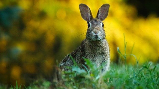 Rabbit Virus Has Evolved To Be More Lethal | Technology Networks