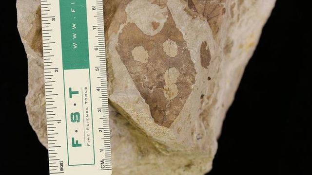 Plants Are Experiencing Unprecedented Levels of Insect Damage ...