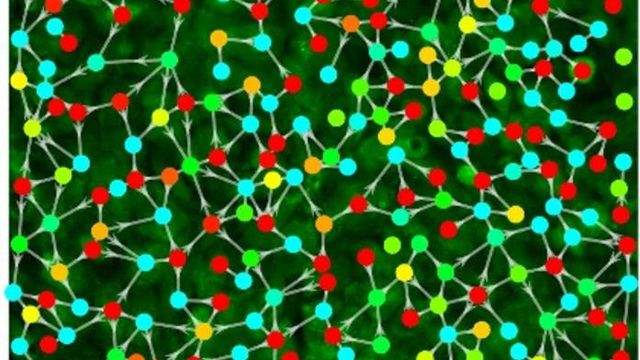 New Insights Into How Cells Collectively Respond to Chemical Stimuli ...