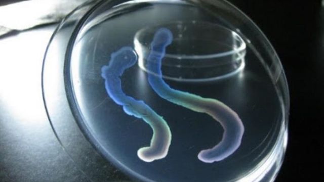 Novel Multicellular Species of Bacteria Discovered | Technology Networks