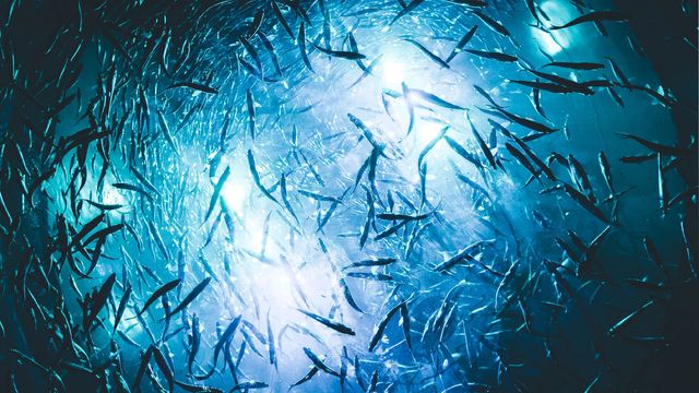 Fish Stocks Restored Using Ecosystem-Based Fisheries Management ...