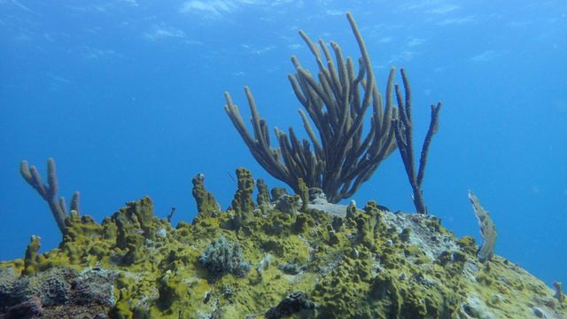 How Do Coral Chemical Compounds Impact Reef Composition and Health ...