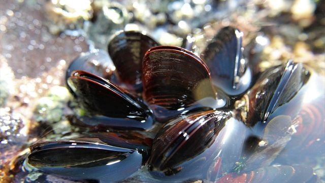 Offshore Mussel Farms May Bring Wider Environmental Benefits ...