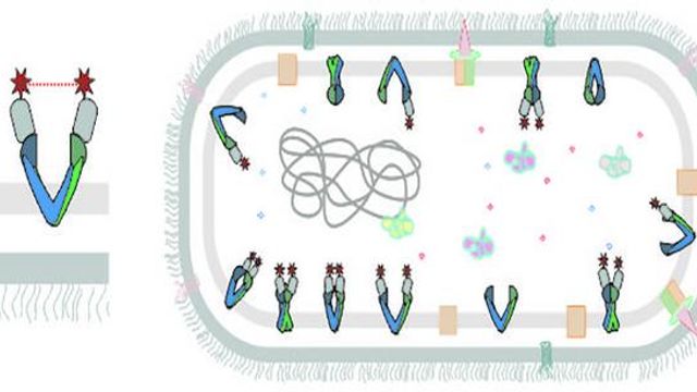 Innovative Method To Observe Cell Transport Developed | Technology Networks